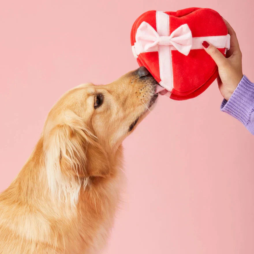 New Dog Accessories & Pet Essentials for 2026 | George’s Dog Boutique ...